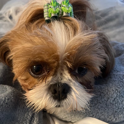 Satin Dog Bow With Swarovski Crystals and Rhinestones, Small Dog Hair ...