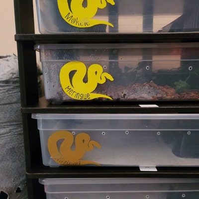 Customizable Name Ball Python Snake Vinyl Decal READ - Etsy