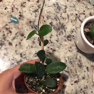 Mini Joshua Tree Succulent 4 Pot Thick and Full Sedum - Etsy