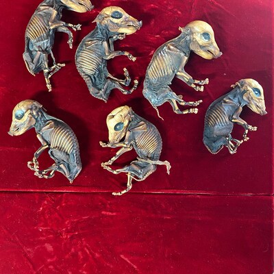 Four Mummified/preserved Fetal Piglets Displayed in Riker Box - Etsy