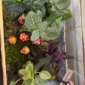 2 Pack Pixie Cup Live Lichen Moss for Terrariums Fairy Gardens | Etsy