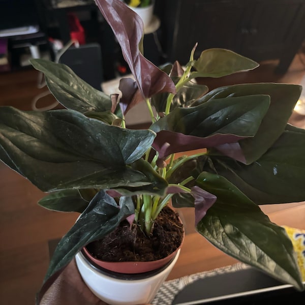 4" Pot Syngonium Erythrophyllum Red Arrow: Live Indoor Plants - Easy ...