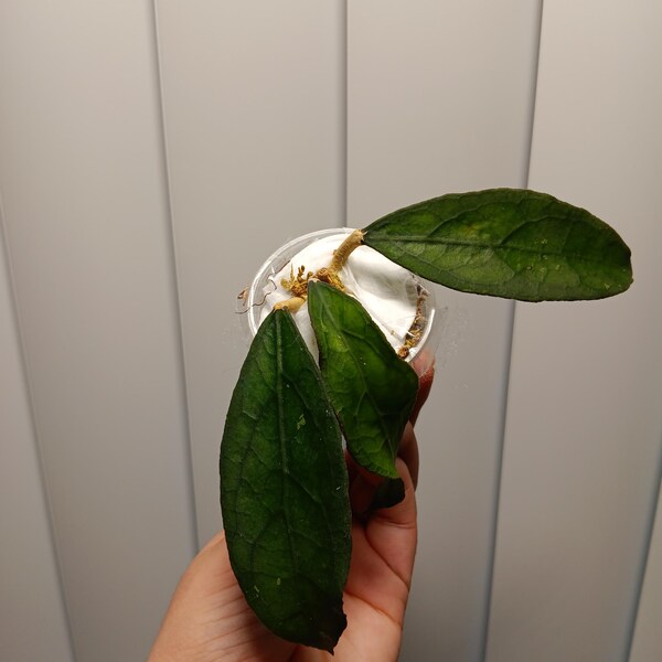 Hoya Holliana C Exact Lightly Rooted Cutting - Etsy
