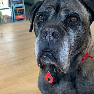 Dog Tag for Boxer Dogs With Personalised Name and Address, Custom ID ...