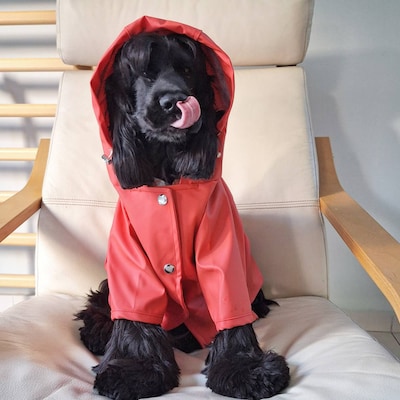 Dog & Human Matching Raincoat, Matching Set for You and Your Pet ...