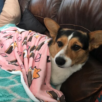 Pink Tricolor Corgi Sploot Fleece Blanket Small Med or Large - Etsy