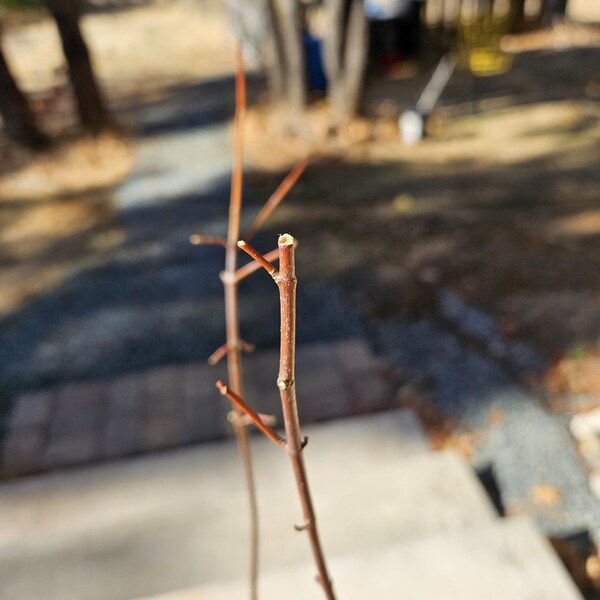 Chinese Elm Quart Container - Etsy