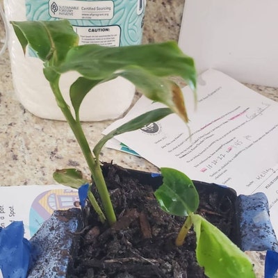 Elephant Ear loti 5 Plant - Etsy