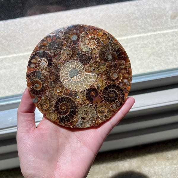 100G+ Natural Ammonite Fossil Shell Plate Disk +free Stand，conch，home ...