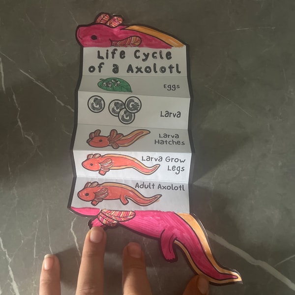 Axolotl Life Cycle Foldable | Amphibian Life Cycle Learning Activity ...