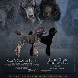 CUSTOM Graphic Design for Breeders Stud Dog Planned Litter Announcement ...