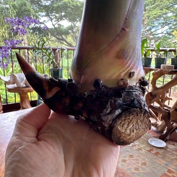 New Pink Kimi Ginger RHIZOME Tropical Plant - Etsy