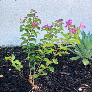 Viburnum Plicatum 'popcorn' Live Plant Perennial Shrub White Snowball ...