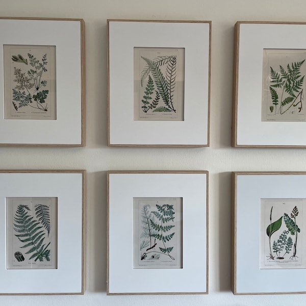 Set of 6 Botanical Fern Prints Gallery Wall 5x7 or A4 - Etsy