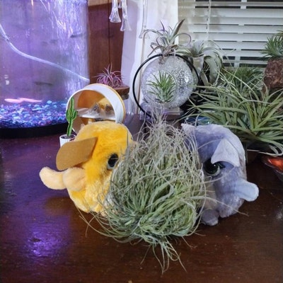 6 Hanging Glass UFO Capsule Plant Orb/terrarium - Etsy