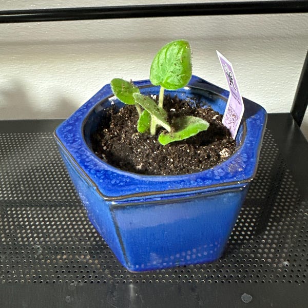 Self Watering Hexagon Shape Ceramic Pot, African Violet Pot, Succulent ...