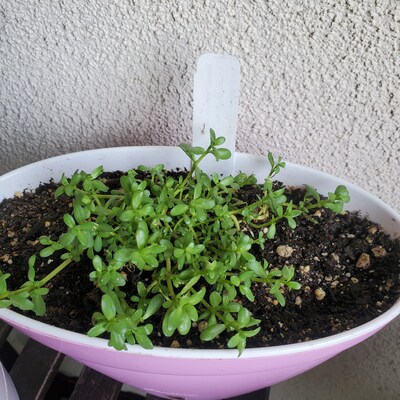 Bacopa Monnieri Brahmi Water Hyssop Plant Ayurvedic Herb 2.5 Inch Pot ...