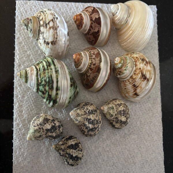 One (1) Irish Flat Scallop Shell Seashell 3"-4" Crafts Beach Cottage ...