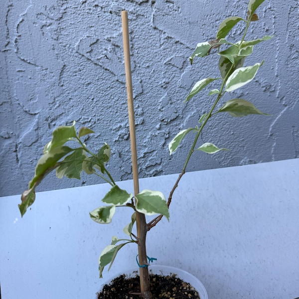 Athens Blue Princess Glory Bush Plant~~tibouchina Urvilleana~small ...