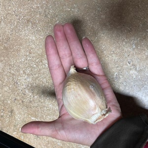 Garlic Elephant Seed:0.15 OZ About 11 to 15 Cloves Organic Fresh Seeds ...