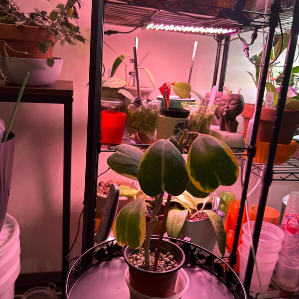 Unrootedfresh Cutting |rare Hoya Rotundiflora, Square-shaped Leaves| - Etsy