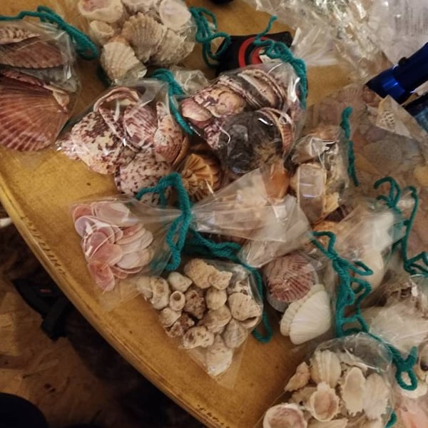 25+ Cross-barred Venus Shells, Sea Shells, Sanibel Sea Shells, Florida ...