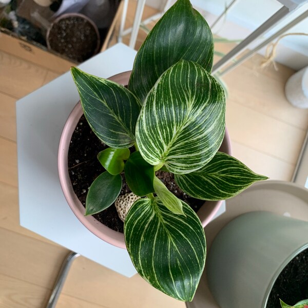 Philodendron Birkin Large Plant | Variegated Philodendron Birkin ...