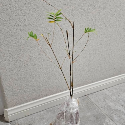 Phyllostachys Bissetti/david Bisset Bamboo-very Cold Hardy - Etsy
