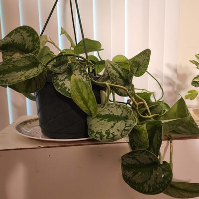 LIVE 6 Pot Ivy Plant, Hedera Helix, Plant Gift for Home, Dad Christmas ...