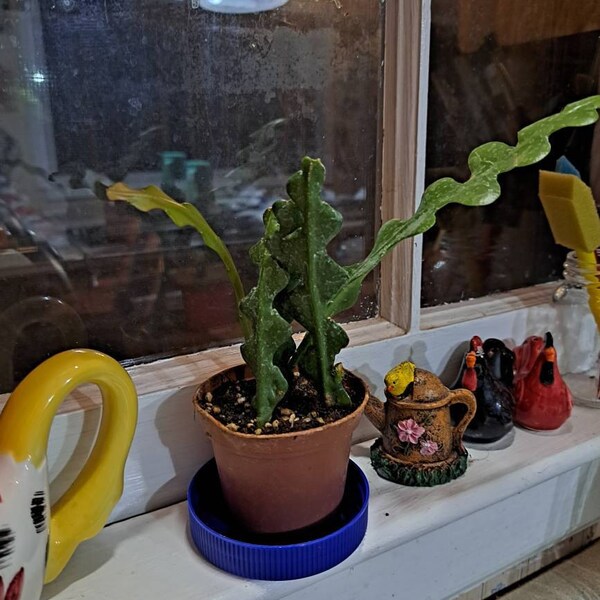 Fishbone Cactus | Epiphyllum Anguliger Ric Rac Cactus | Zig Zag Cactus ...