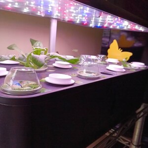 Fresh Spineless Thornless Edible Nopales Cactus Pear Pad Prickly Pears ...