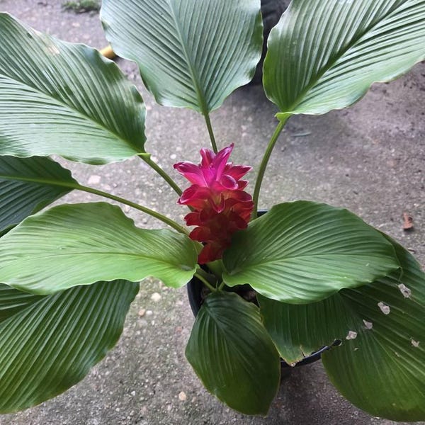 20 Hosta Seeds Rare Color White Pink Green Flower Plant Lawn - Etsy