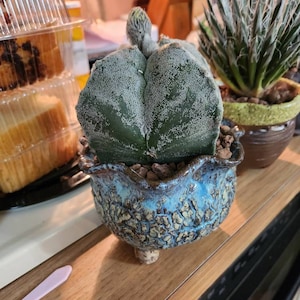 Neoraimondia Herzogianai baseball Bat Cactus 3.5 Inch Pot - Etsy