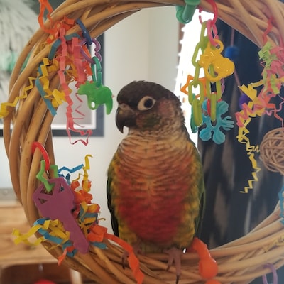 Jungle Animal Charms Linkable Beads Bird Toy Parts, Sugar Glider Toy ...