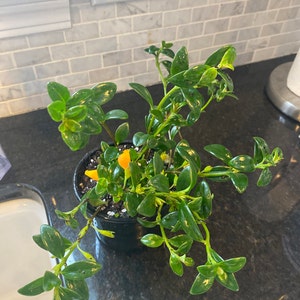 6 ZZ Plant Zamioculcas Zamiifolia Zee Zee Plant Aroid Palm - Etsy