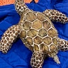 How to Make a 3D Papier Mache Green Sea Turtle - Etsy