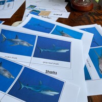 Prime Ministers of Canada 3-part Cards - Canadian History (digital ...