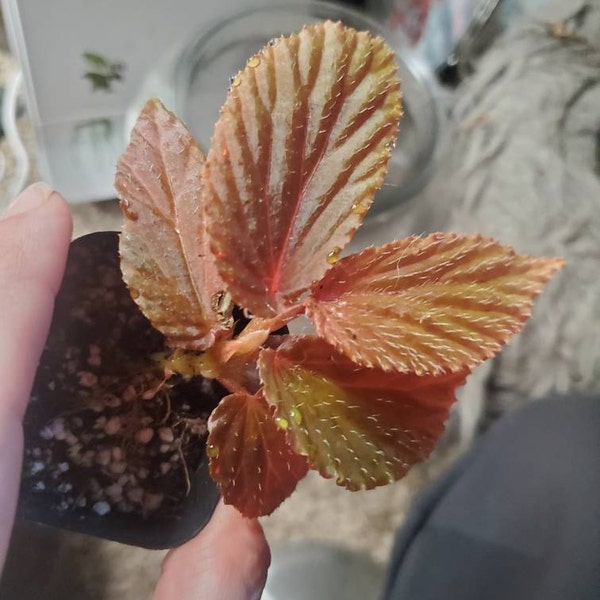 Begonia Botanicaz 77 - Etsy