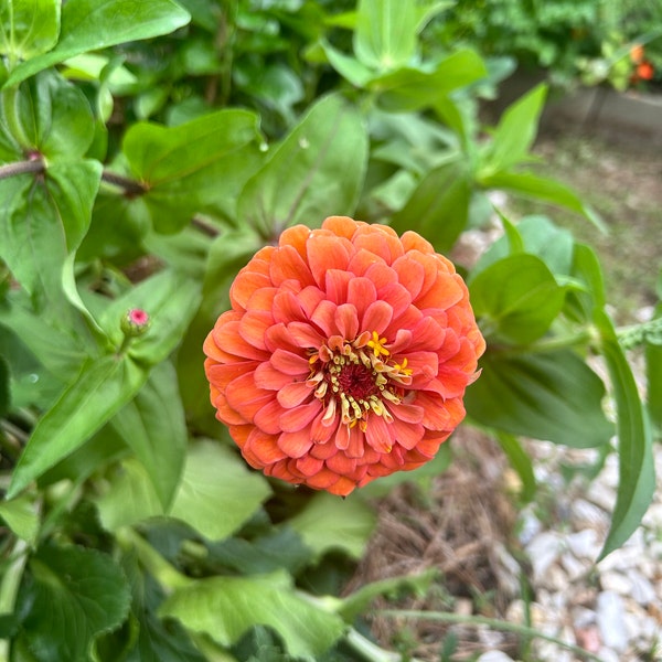 Benarys Giant Coral Zinnia Flower Seeds - Untreated Heirloom Easy to ...