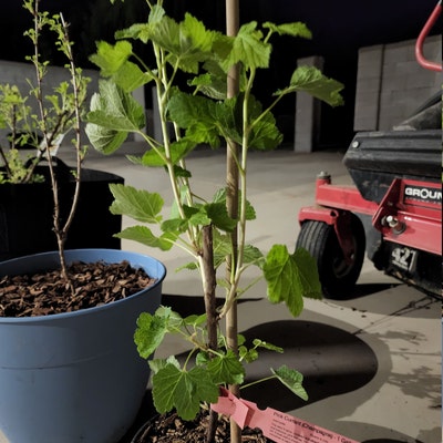 Champagne Pink Currant 1 Gallon Potted 2-3' Tall - Etsy