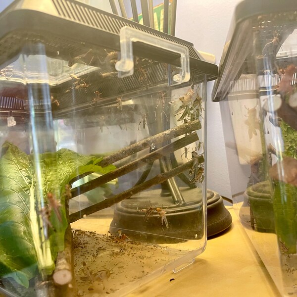 Dried Crepe Myrtle Seed Pods in Assorted Sizes, Natural Dried Mini ...