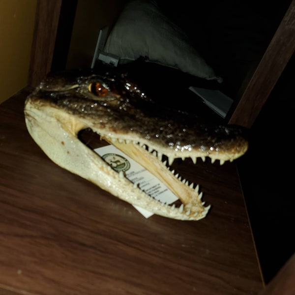 Five Alligator Heads From Genuine Louisiana Gator Taxidermy - Etsy