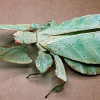 Velociraptor Dinosaur DIY Kit Papercraft Jurassic Animal With - Etsy Canada