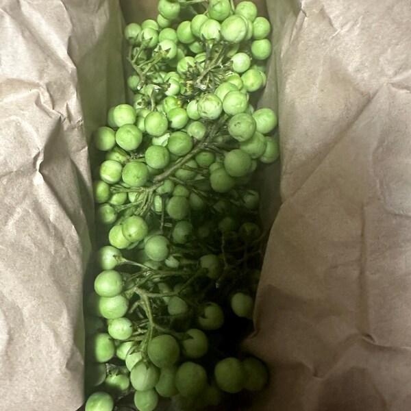 Fresh Whole Burdock Root, Gobo Root - Cannot Ship to CA, HI - Etsy