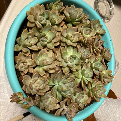 Portulaca Afra 'variegata Variegated Elephant Bush in 6 Inch Pots - Etsy