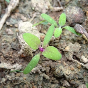Lambs Quarters (12,000 Seeds) Tree Spinach, Bathua - Etsy