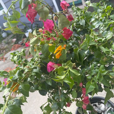 Teddy Bear Vine Hanging Basket 5 Inch - Etsy