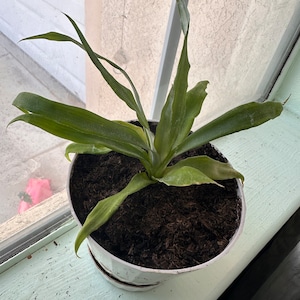 Tromboncino Rampicante Huge Italian Heirloom Zucchini Squash Vegetable ...