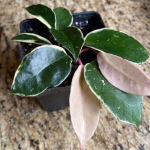 Ludochilus Sea Turtles Jewel Orchid - Etsy