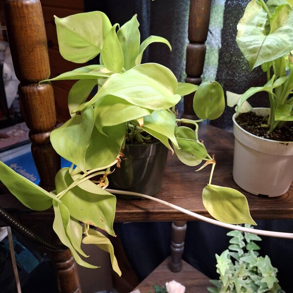 Rare Pothos Cuttings Mix- Golden Pothos / Heart Leaf Philodendron ...